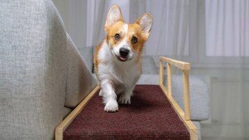 Best Chewy dog ramp